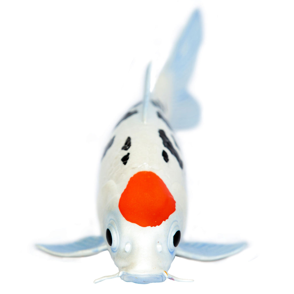 Safari Ltd Koi Fish Tancho XL – Animal Kingdoms Toy Store