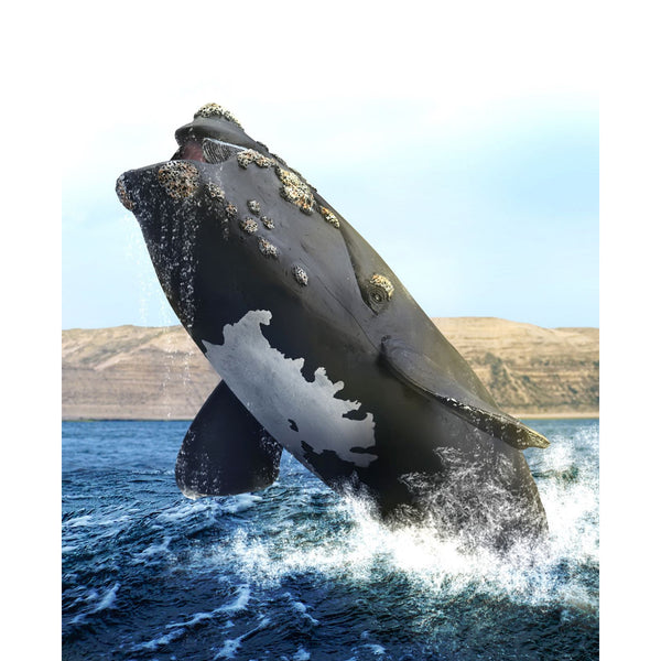 CollectA Right Whale – Animal Kingdoms Toy Store