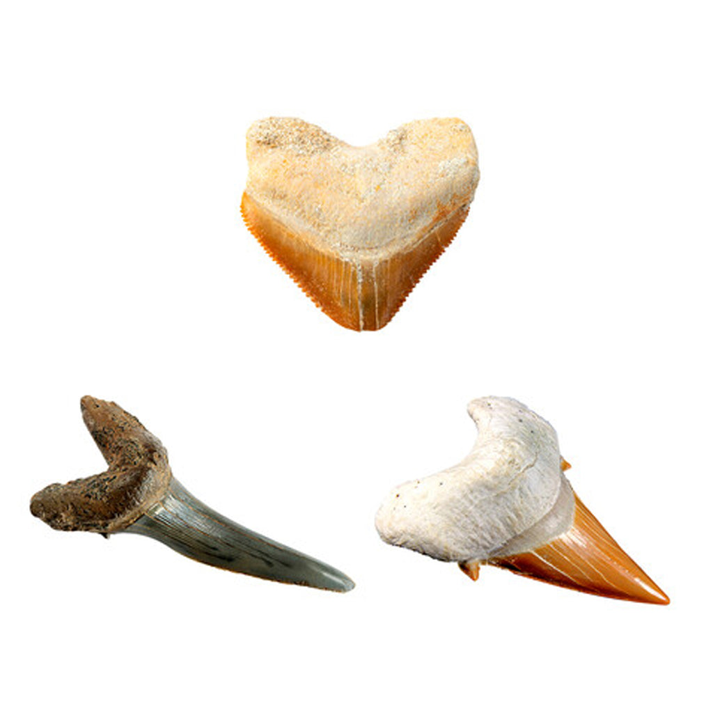 National Geographic Shark Dig Kit – Animal Kingdoms Toy Store