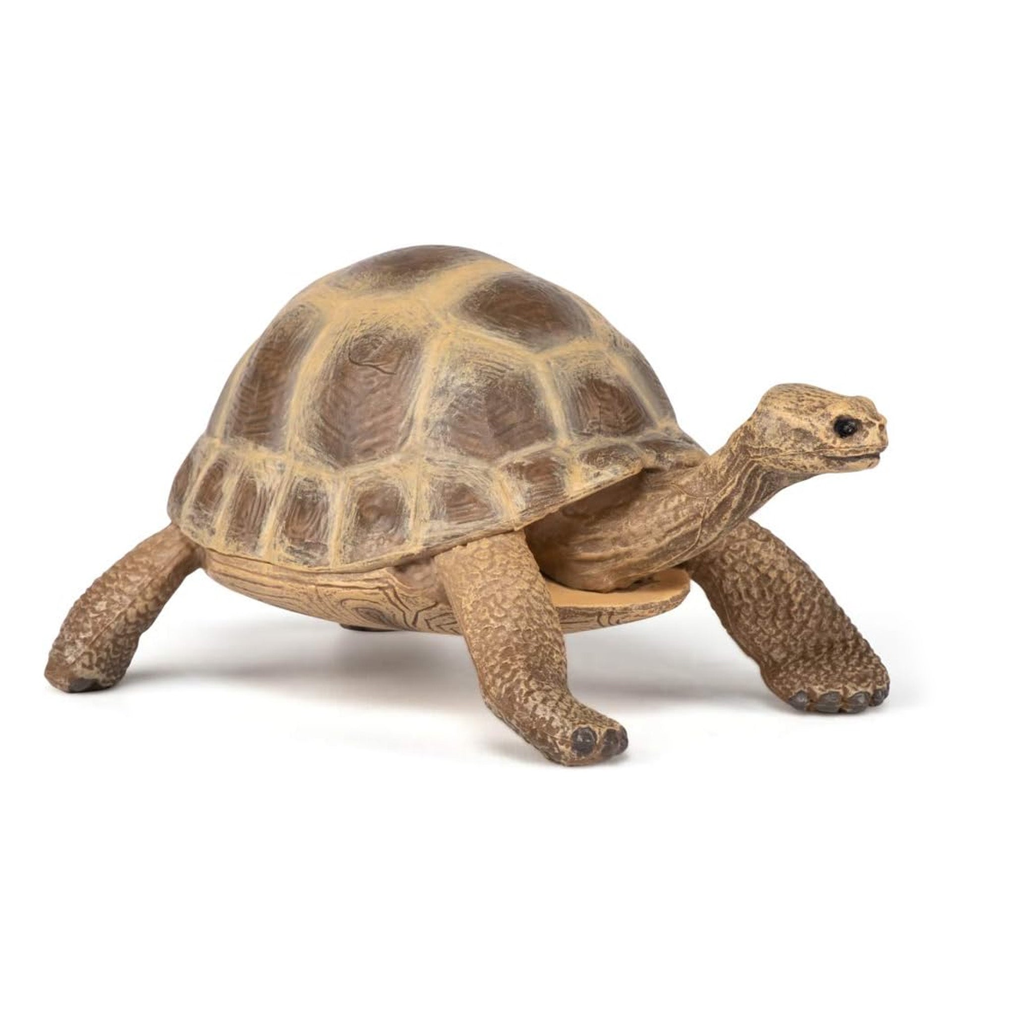 Papo Hermann's Tortoise – Animal Kingdoms Toy Store