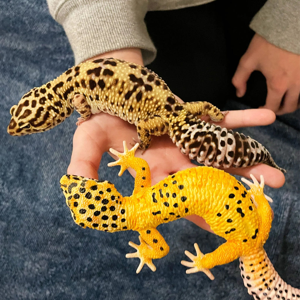Safari Ltd Leopard Gecko XL – Animal Kingdoms Toy Store