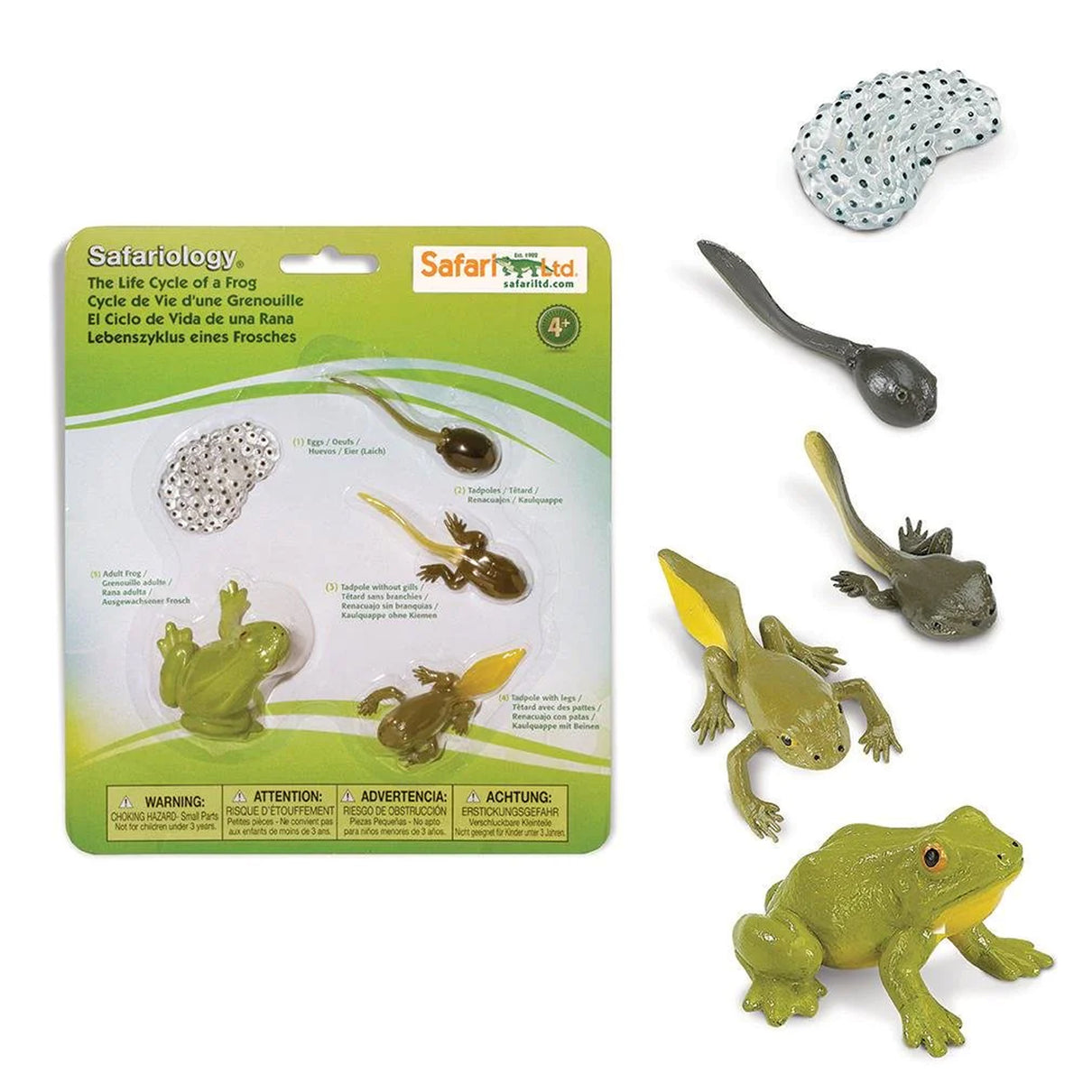 Safari Ltd Life Cycle of a Frog – Animal Kingdoms Toy Store