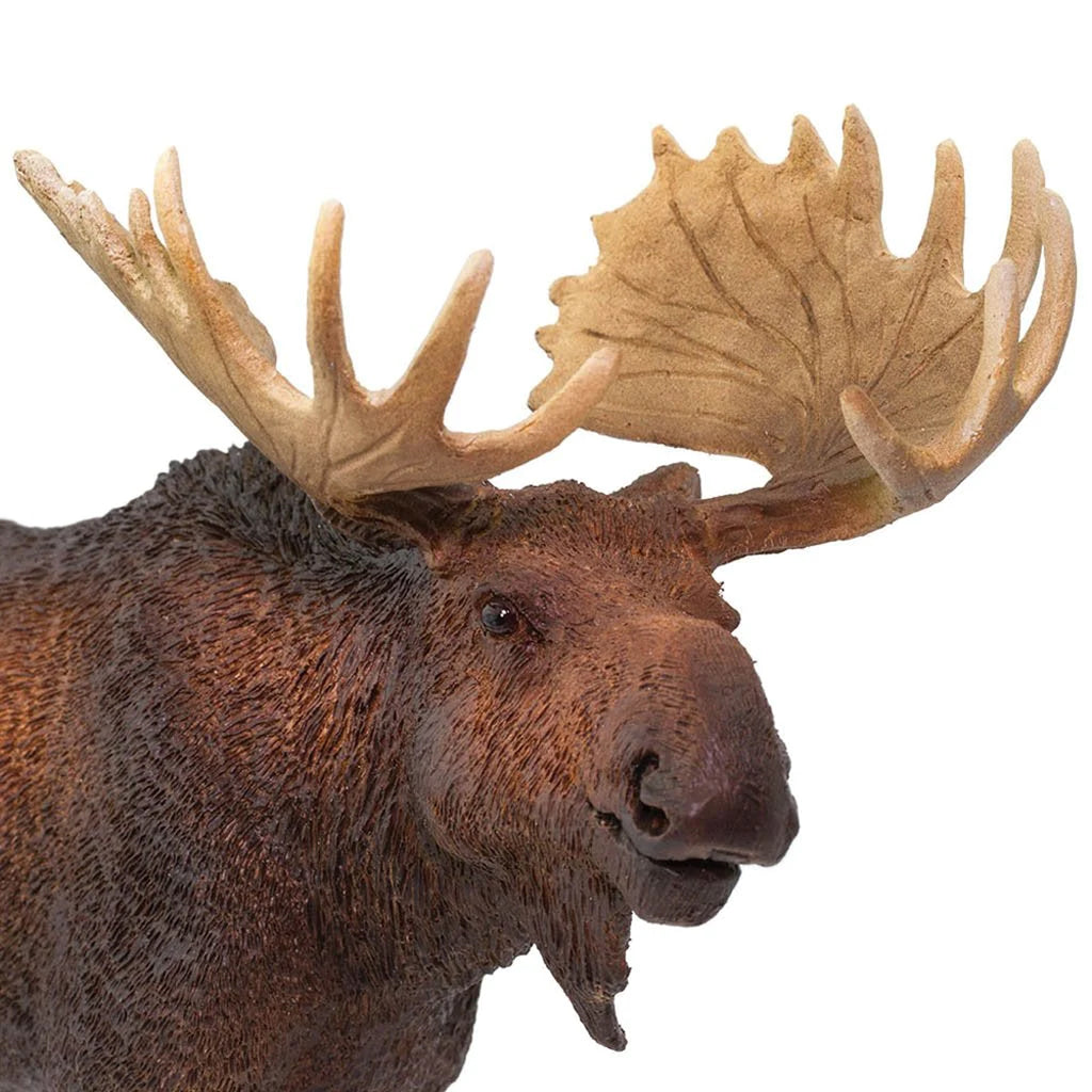 Safari Ltd Moose XL – Animal Kingdoms Toy Store