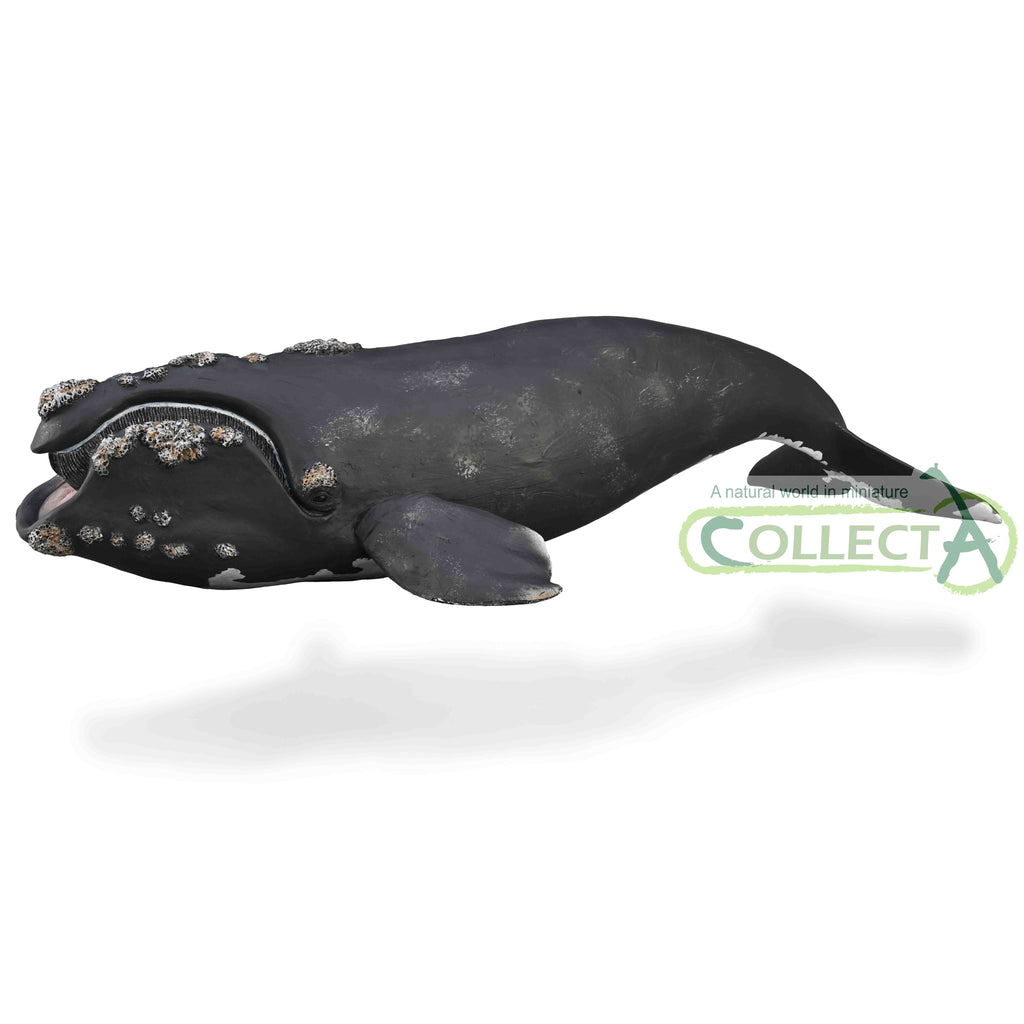 CollectA Right Whale – Animal Kingdoms Toy Store