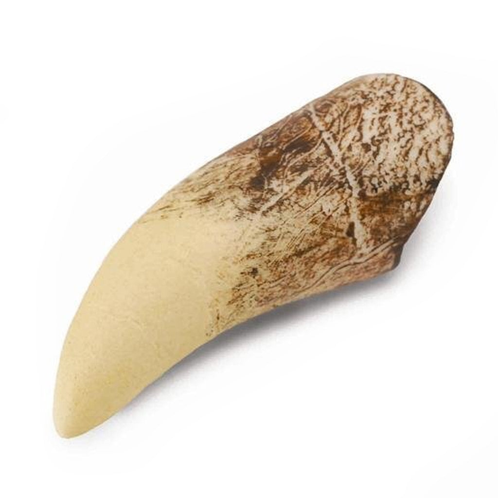 CollectA T Rex Tooth – Animal Kingdoms Toy Store