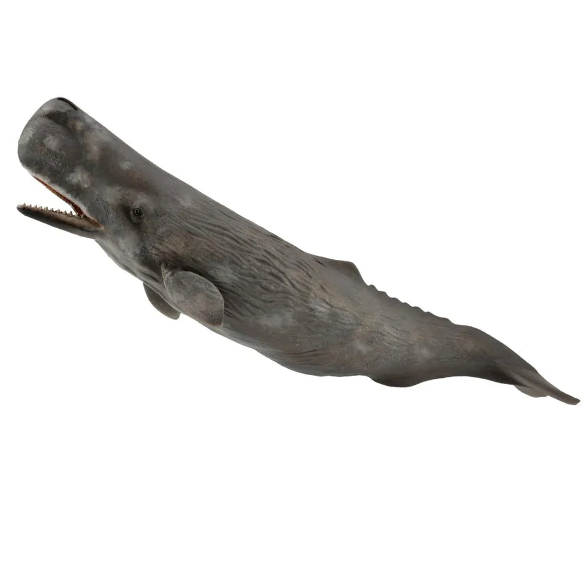 CollectA Sperm Whale – Animal Kingdoms Toy Store